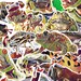 Frog and Toad Digital Stickers, Frog Svg, Toads Png Deco Stickers for ...