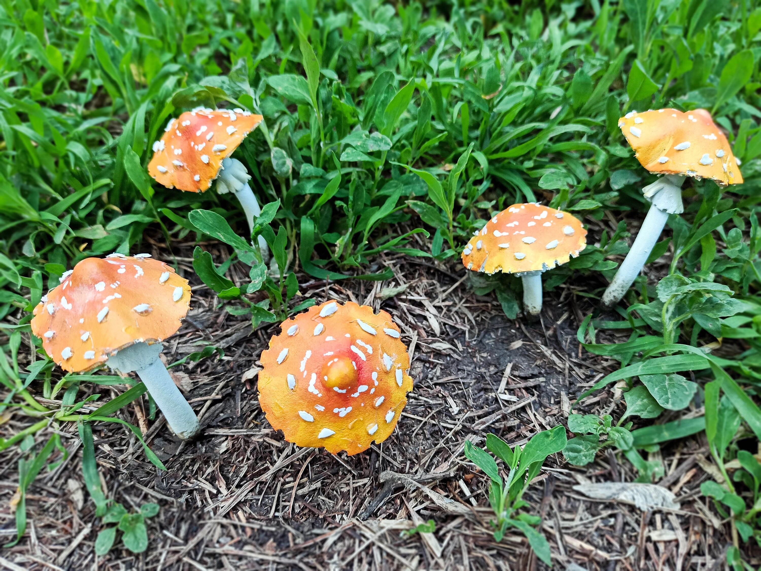 Set Fairy Garden realistic mushrooms Magic mushrooms spotted | Etsy