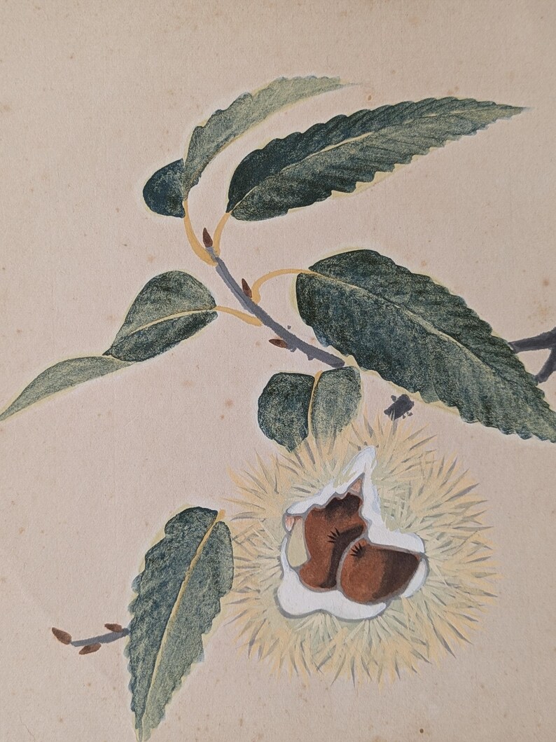 Shikishi Painting | Watercolour Drawing | Chesnut Fruits and Leaves - Etsy