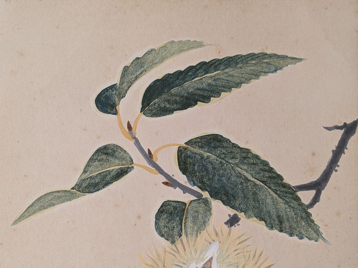 Shikishi Painting | Watercolour Drawing | Chesnut Fruits and Leaves - Etsy