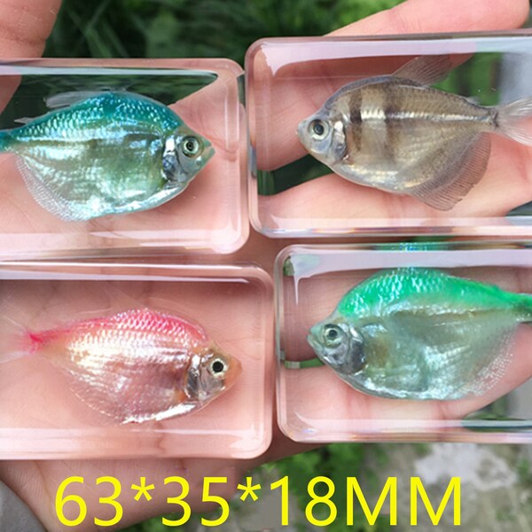 Fish Specimen - Etsy