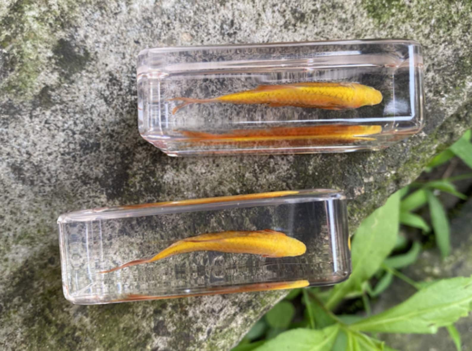 Children Giftsfish Specimens-ornamental Fish Specimens - Etsy