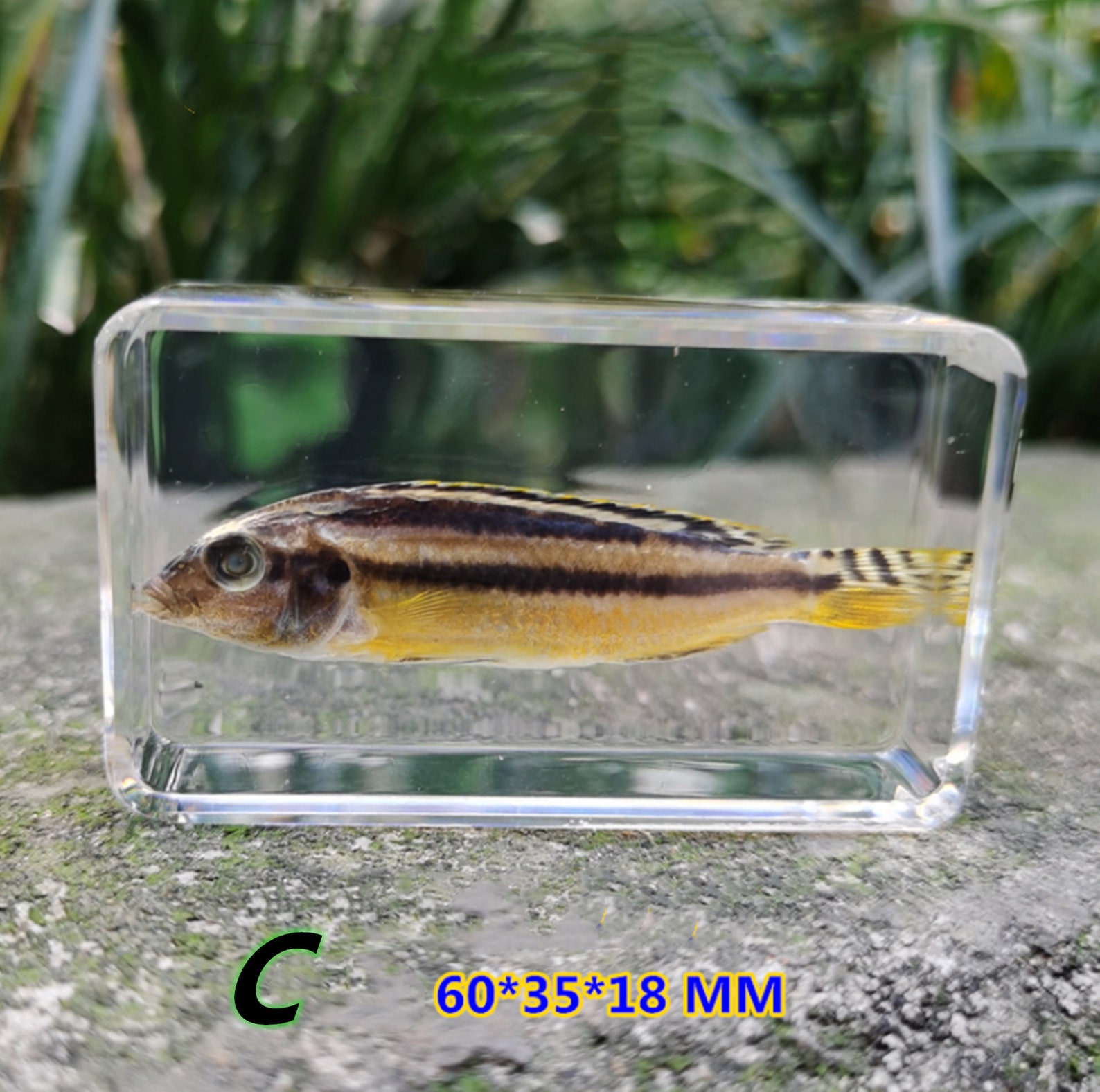 Children Giftsfish Specimens-ornamental Fish Specimens - Etsy