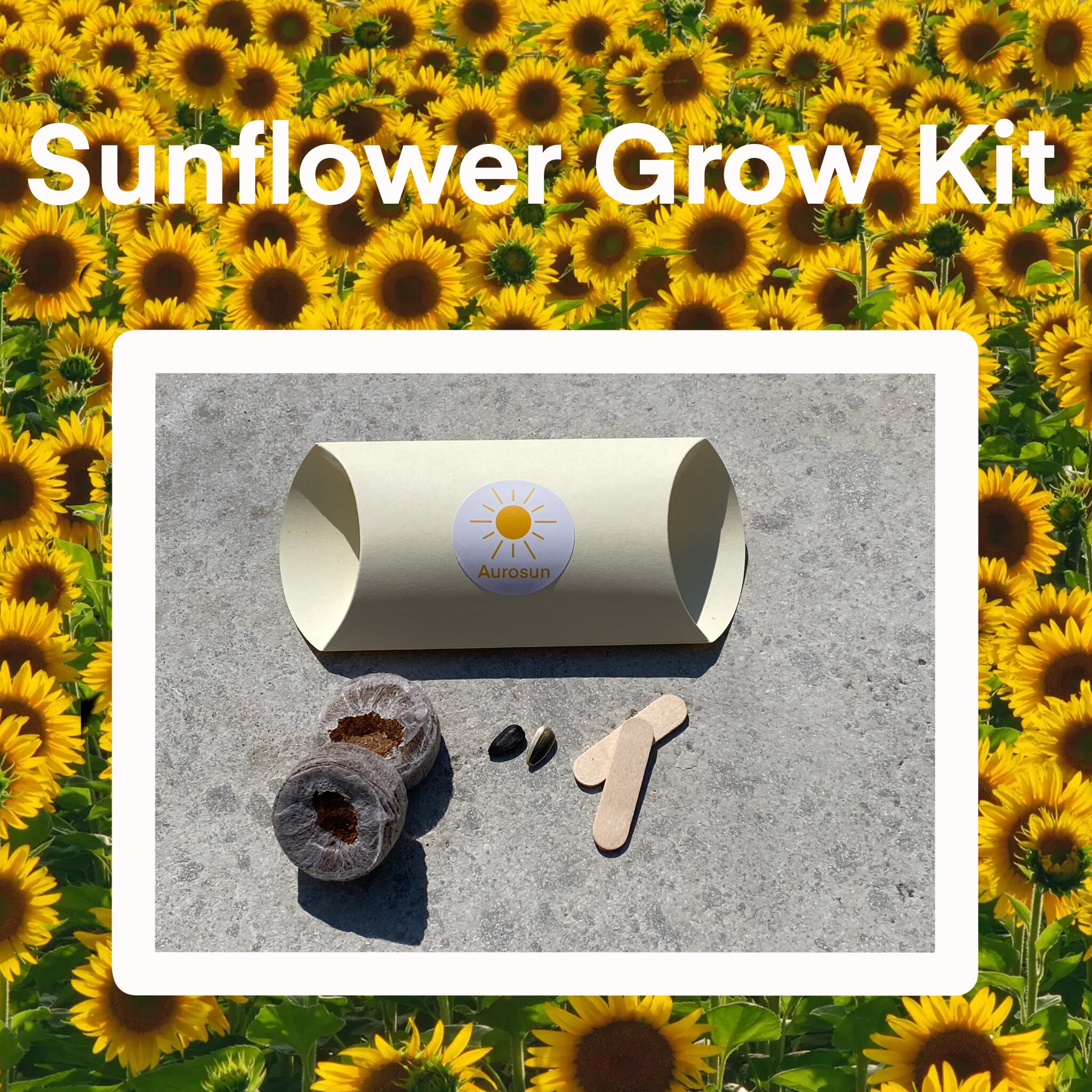 Grow Your Own Sunflower Easy to Use Kit | Etsy