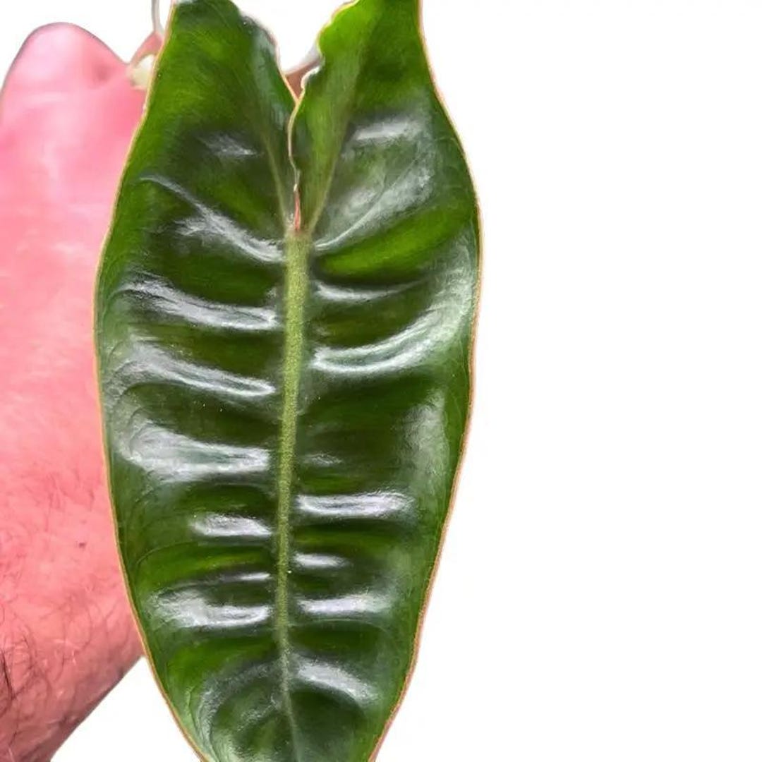 Philodendron Billietiae | Plug Starter Plant | Rare Climbing Aroid - Etsy