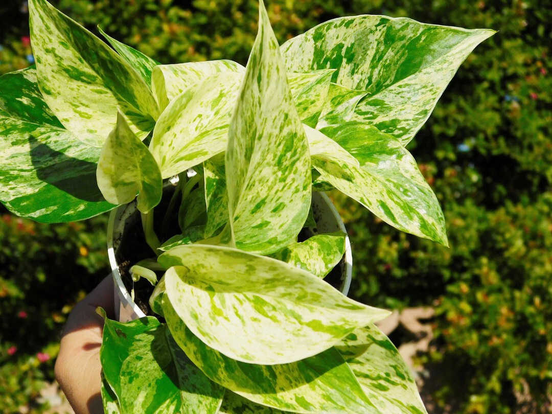 Snow Queen Pothos Indoor Tropical Houseplants 4 Inch - Etsy