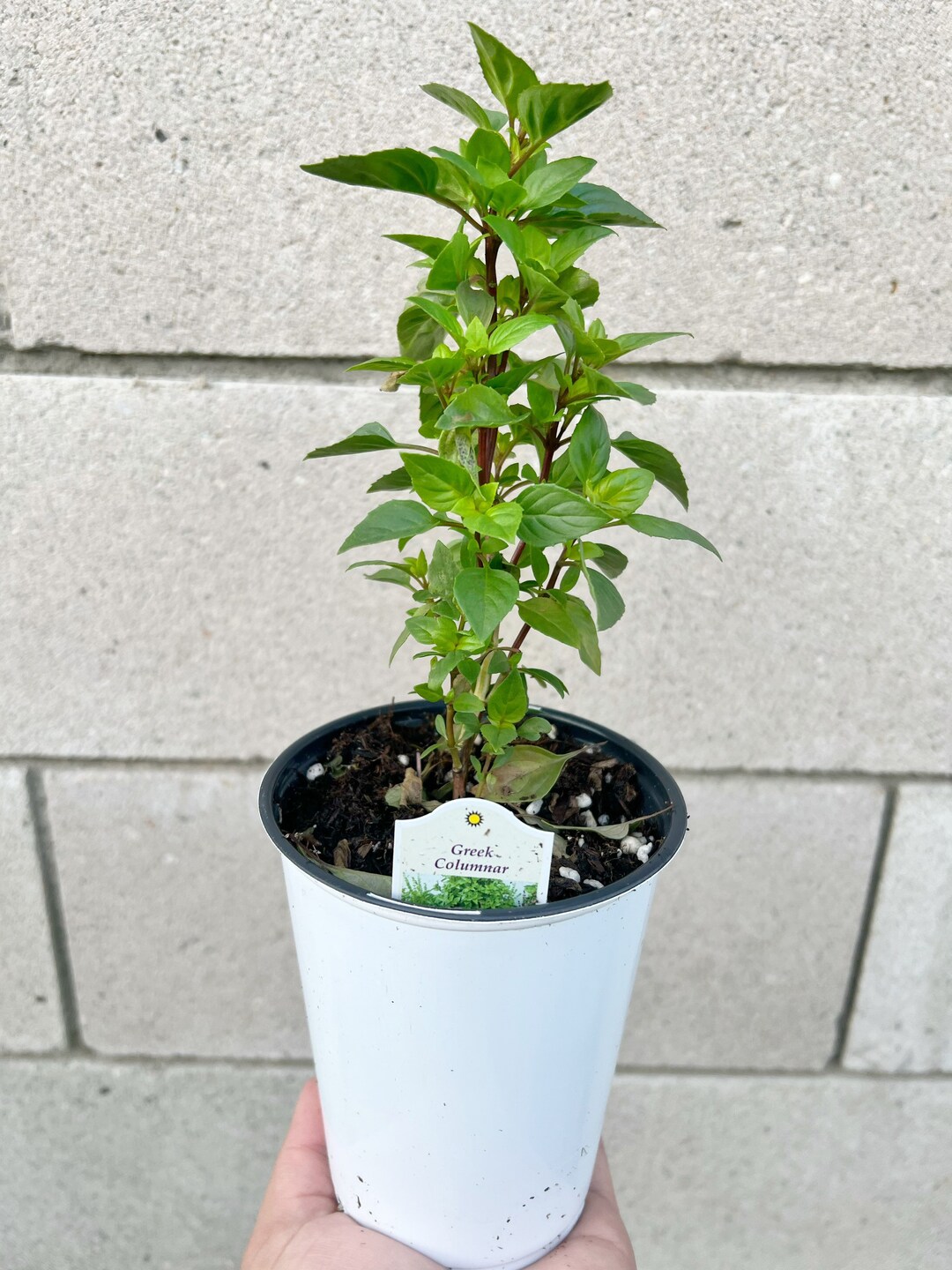 Greek Columnar Basil | Live Herb Plants | Best Herbs for Herb Garden - Etsy