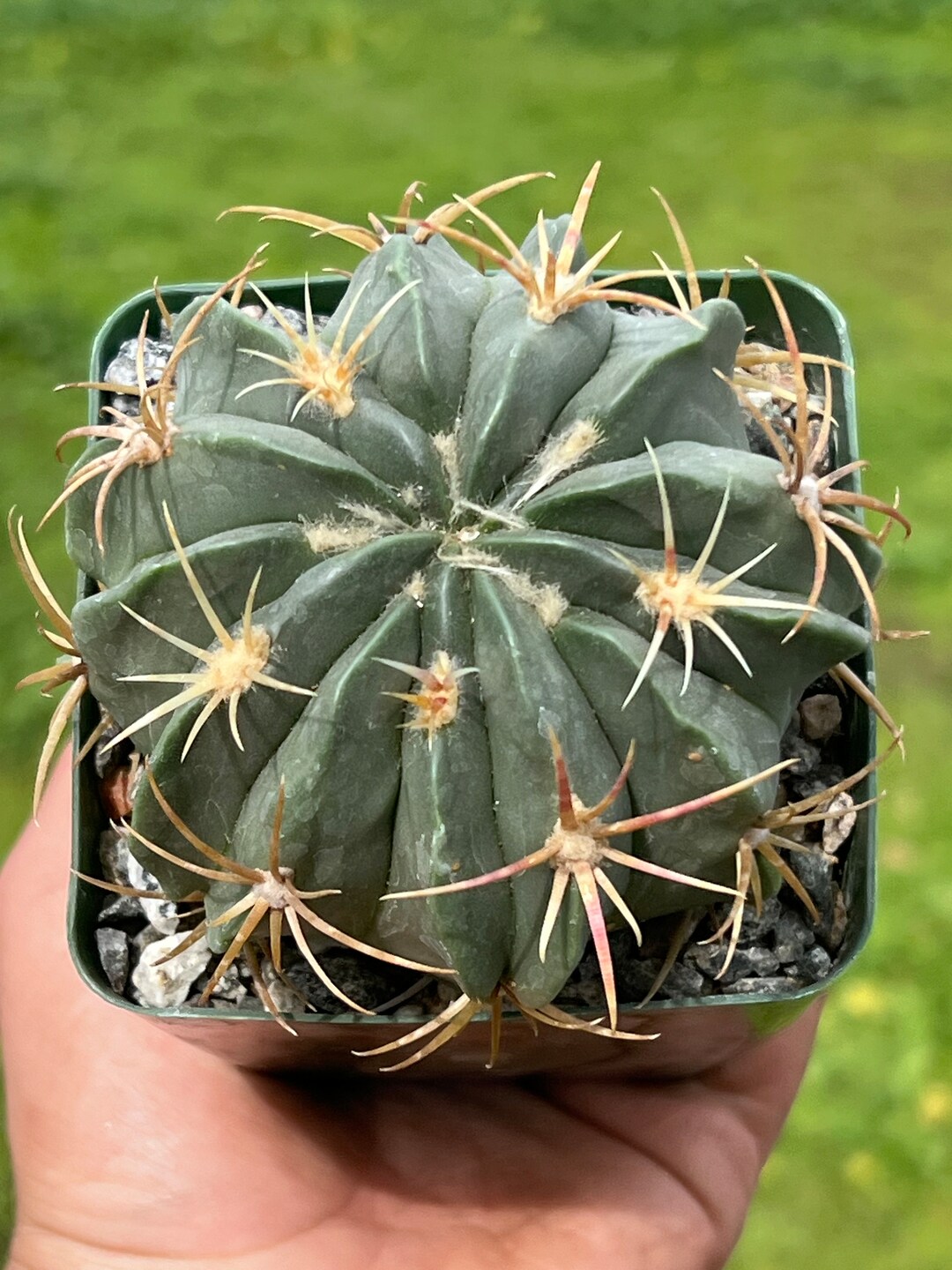 Ferocactus Latispinus Live Cactus Plant - Etsy