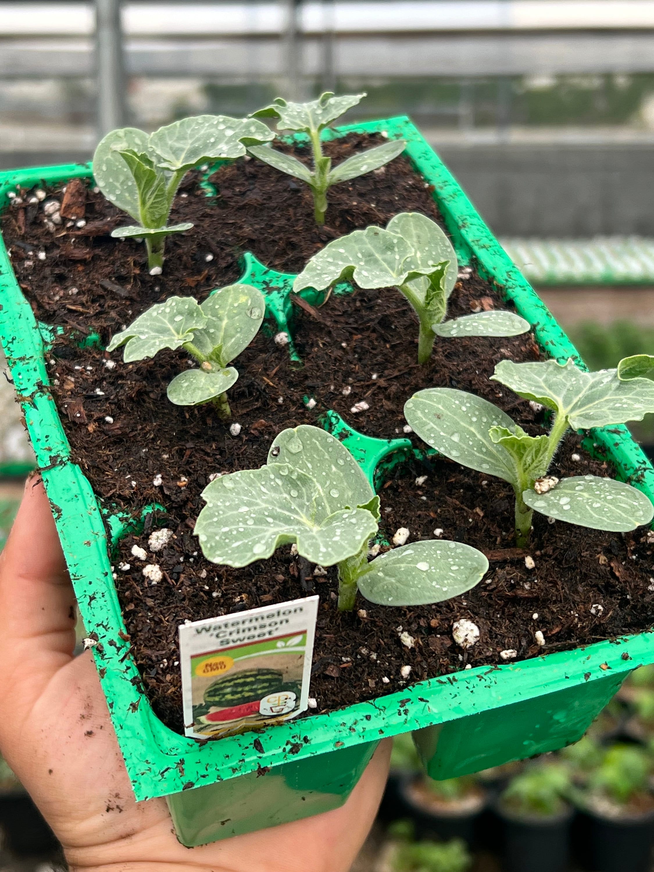 Crimson Sweet Watermelon Seedlings