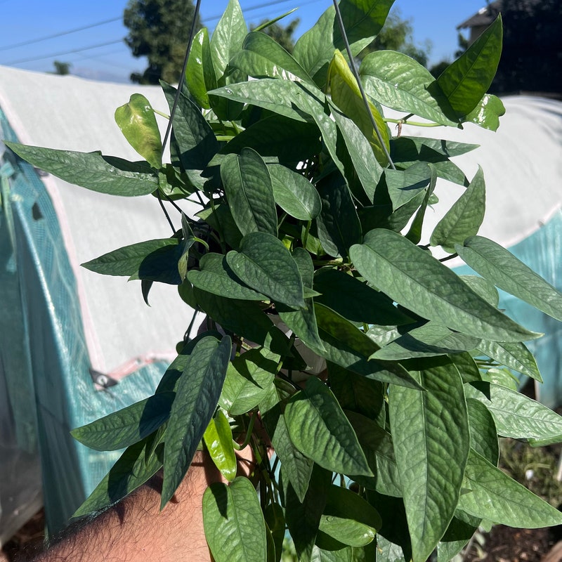 Cebu Blue Pothos - Etsy