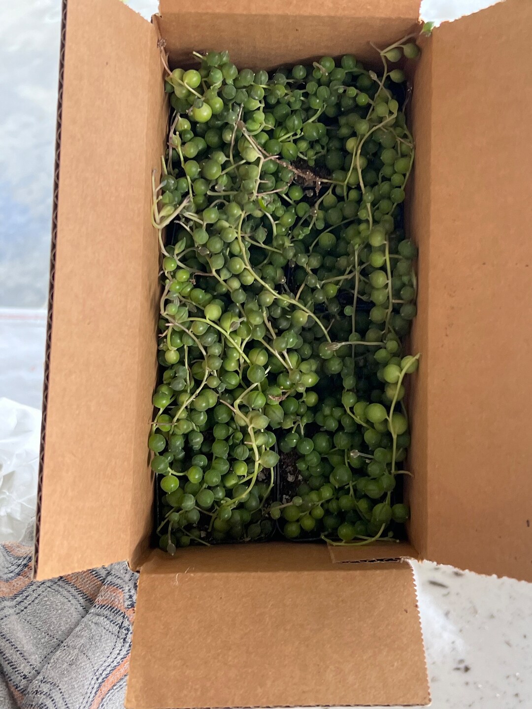 8 String of Pearl Plants | 2 Inch Pots | Live Succulents in Bulk - Etsy