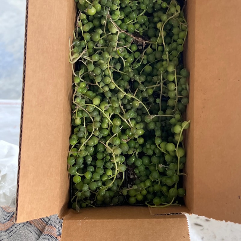 String Pearls Bulk - Etsy