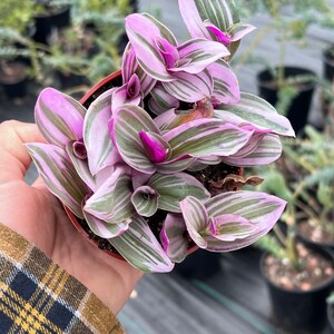 Tradescantia Nanouk Houseplant (4 Inch Potted Plant, Purple Leaf Plant ...