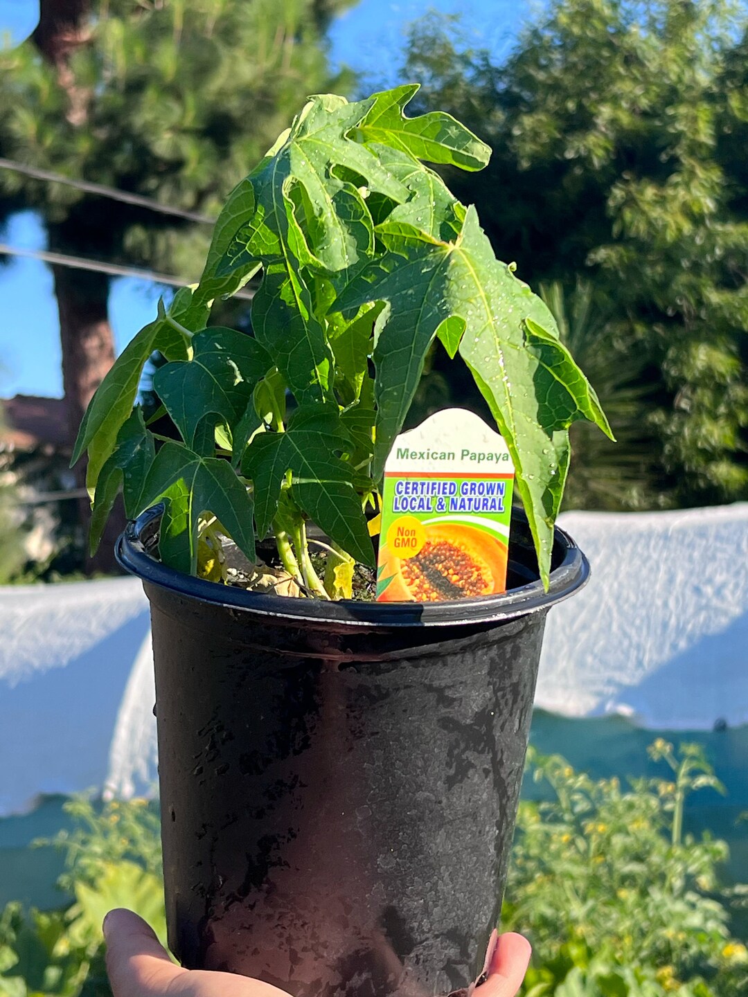 Mexican Papaya Trees Live Fruit Tree 1 Gallon Pot Garden - Etsy