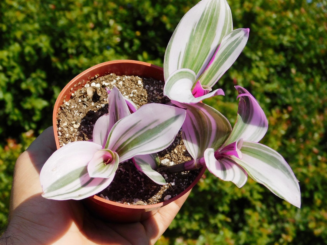 Tradescantia Nanouk Houseplant 4 Inch Pot - Etsy