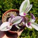Tradescantia Nanouk Houseplant 4 Inch Pot - Etsy