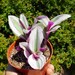 Tradescantia Nanouk Houseplant 4 Inch Pot - Etsy
