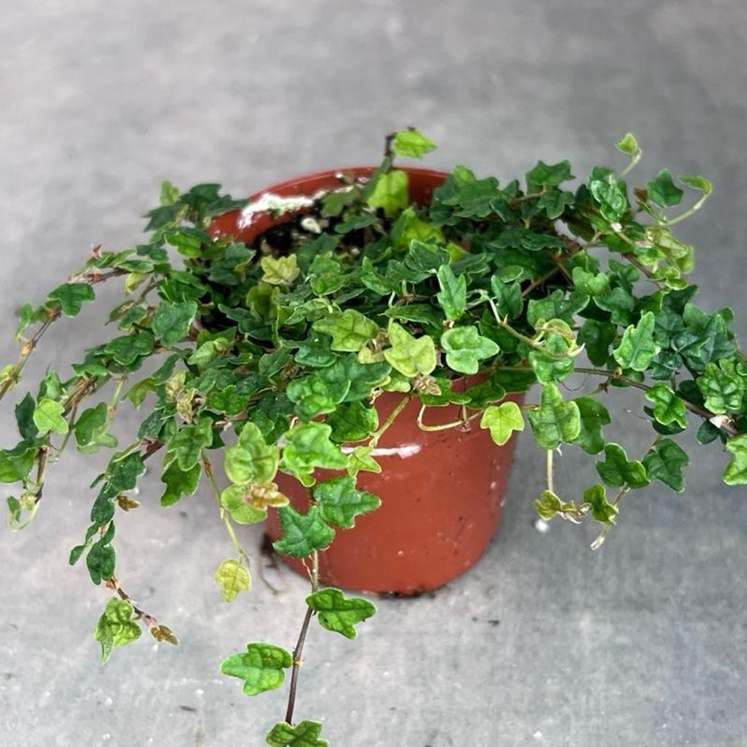 String of Frogs | Ficus Pumila ‘quercifolia’ | Rare Trailing Vine | 3 ...