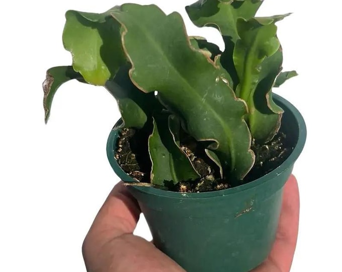 Epiphyllum ‘curly Sue’ | Curly Orchid Cactus | 4” Pot | Wild Jungle ...