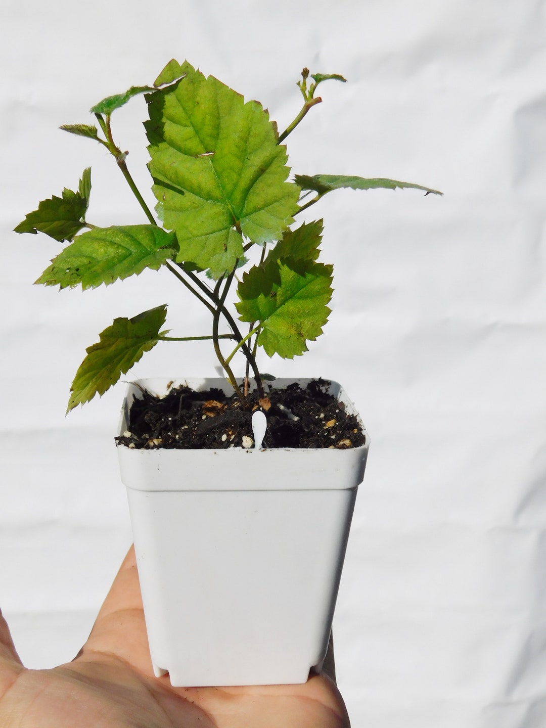 Triple Crown Blackberry Plant Live Fruit Plant 3 Inch Pot Best Garden ...
