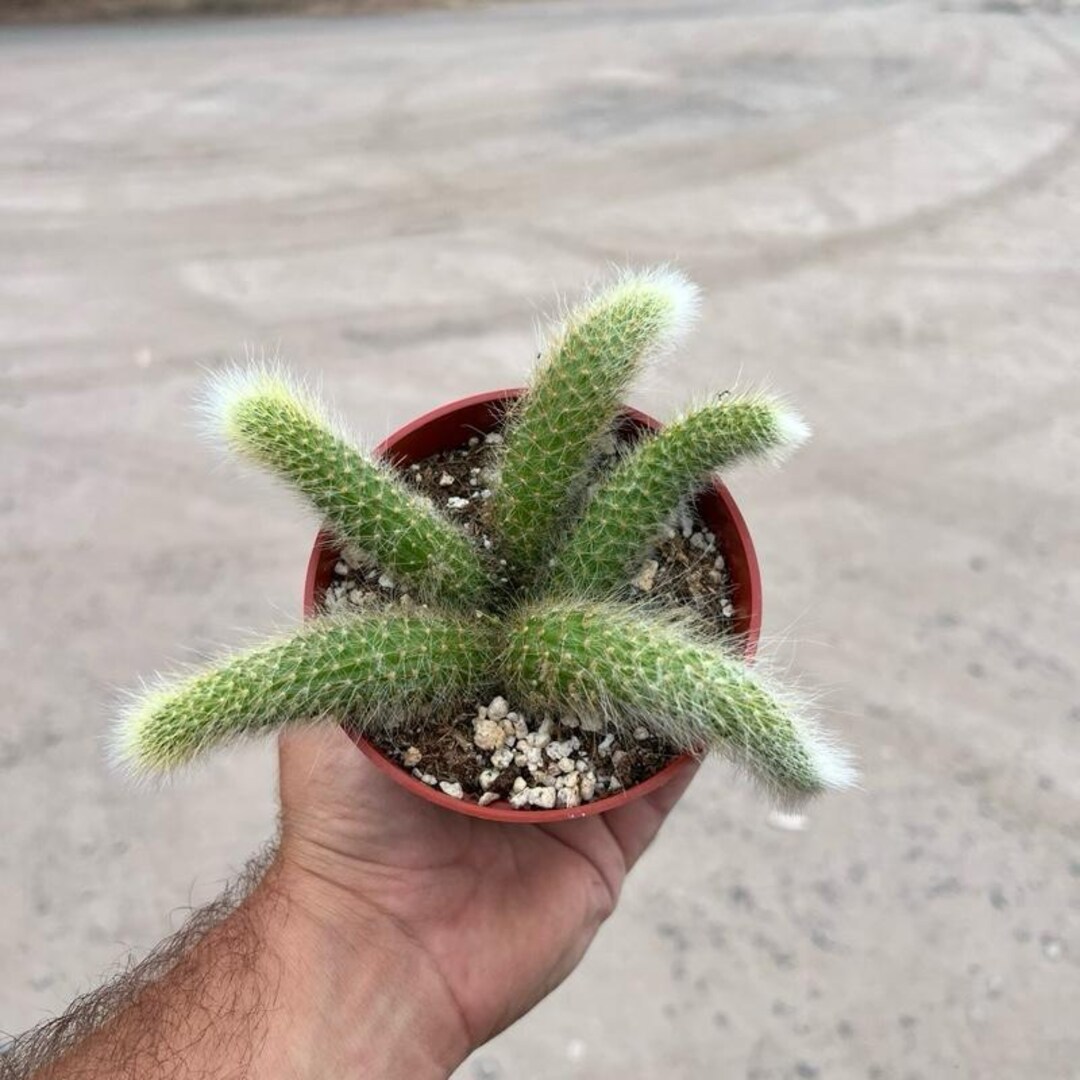 Monkey Tail Cactus Plant in 4" Pot (5 Tails per Pot) - Etsy