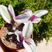 Tradescantia Nanouk Houseplant 4 Inch Pot - Etsy