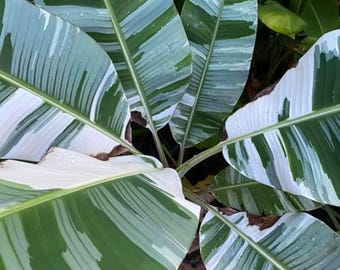 Musa Florida Variegated Banana Tree - Etsy