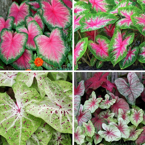 Caladium Bulbs - Etsy