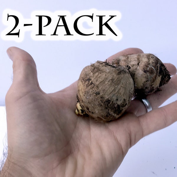 Elephant on Ball - Etsy