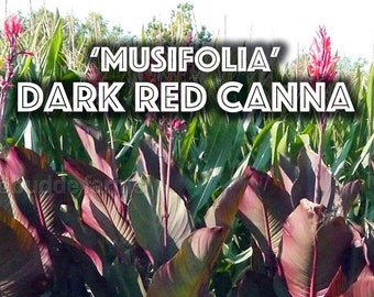 Musifolia Canna - Etsy