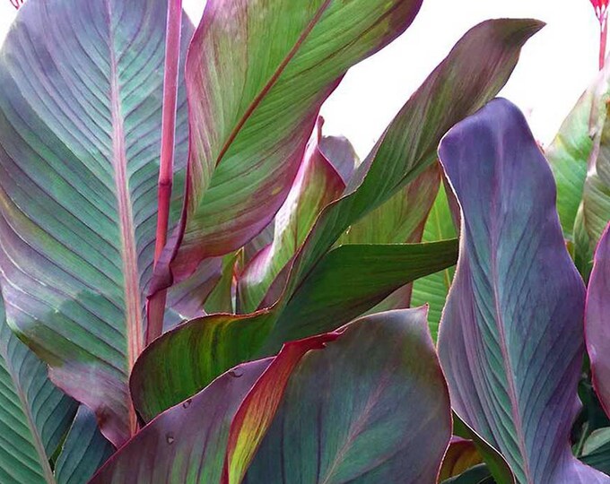 Canna 'musafolia' GIGANTIC Banana-like Leaves. Grows - Etsy