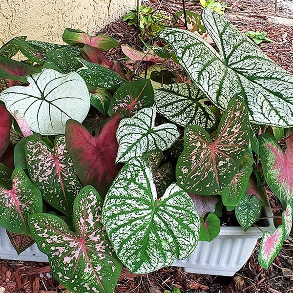Caladium Bulbs - Etsy