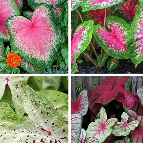 Caladium Bulbs 2-pack Large Mixed Varieties: - Etsy