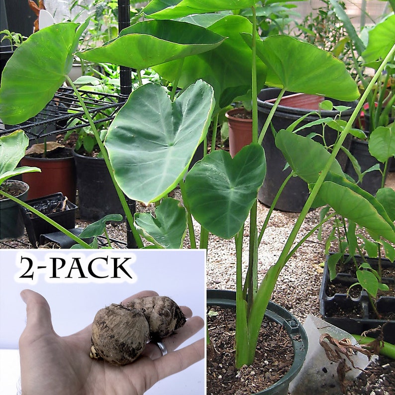 Elephant Ear 2 Bulbs colocasia Esculenta Taro Root - Etsy