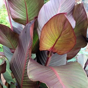Canna Lily RED LEAF - Etsy