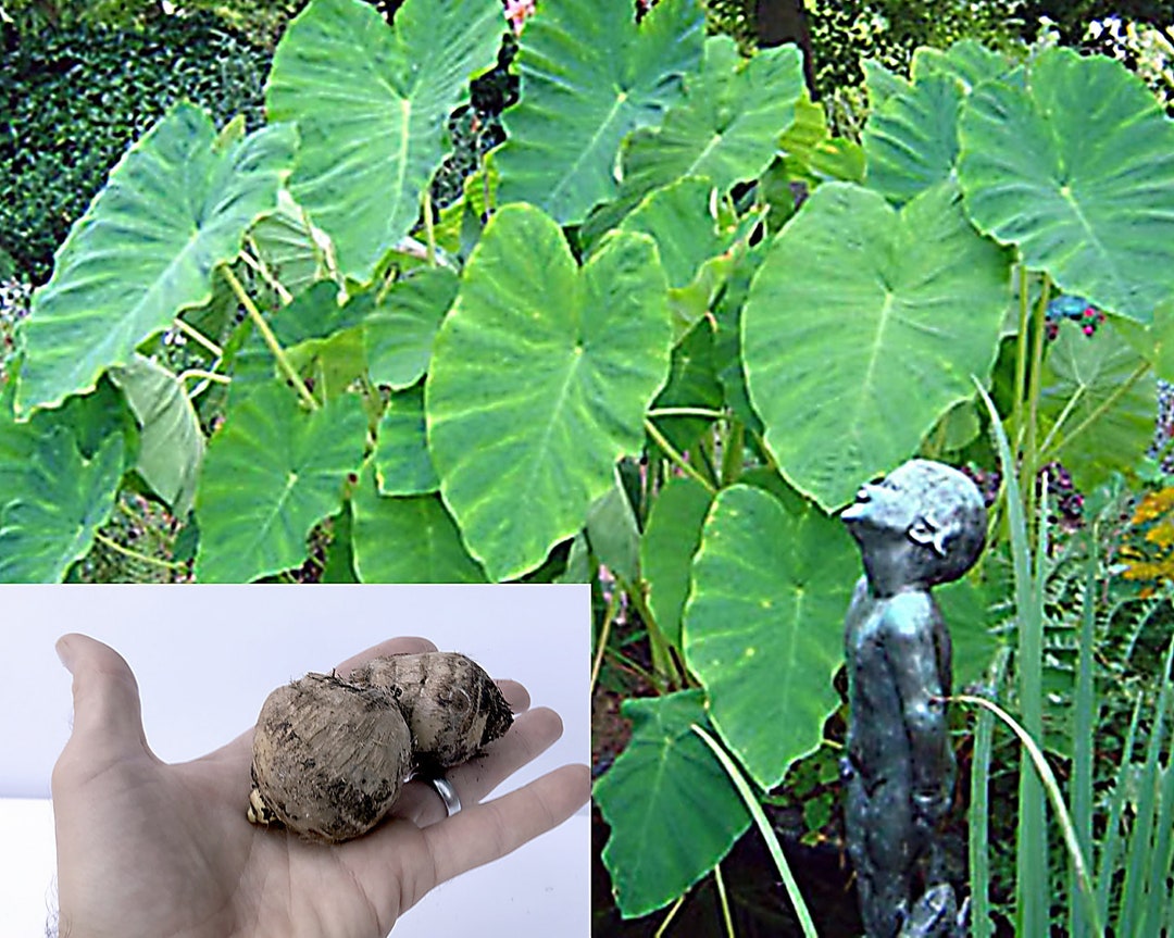 Elephant Ear Bulbs - 1 Small Size Bulb - Exotic Tropical Plant Large ...