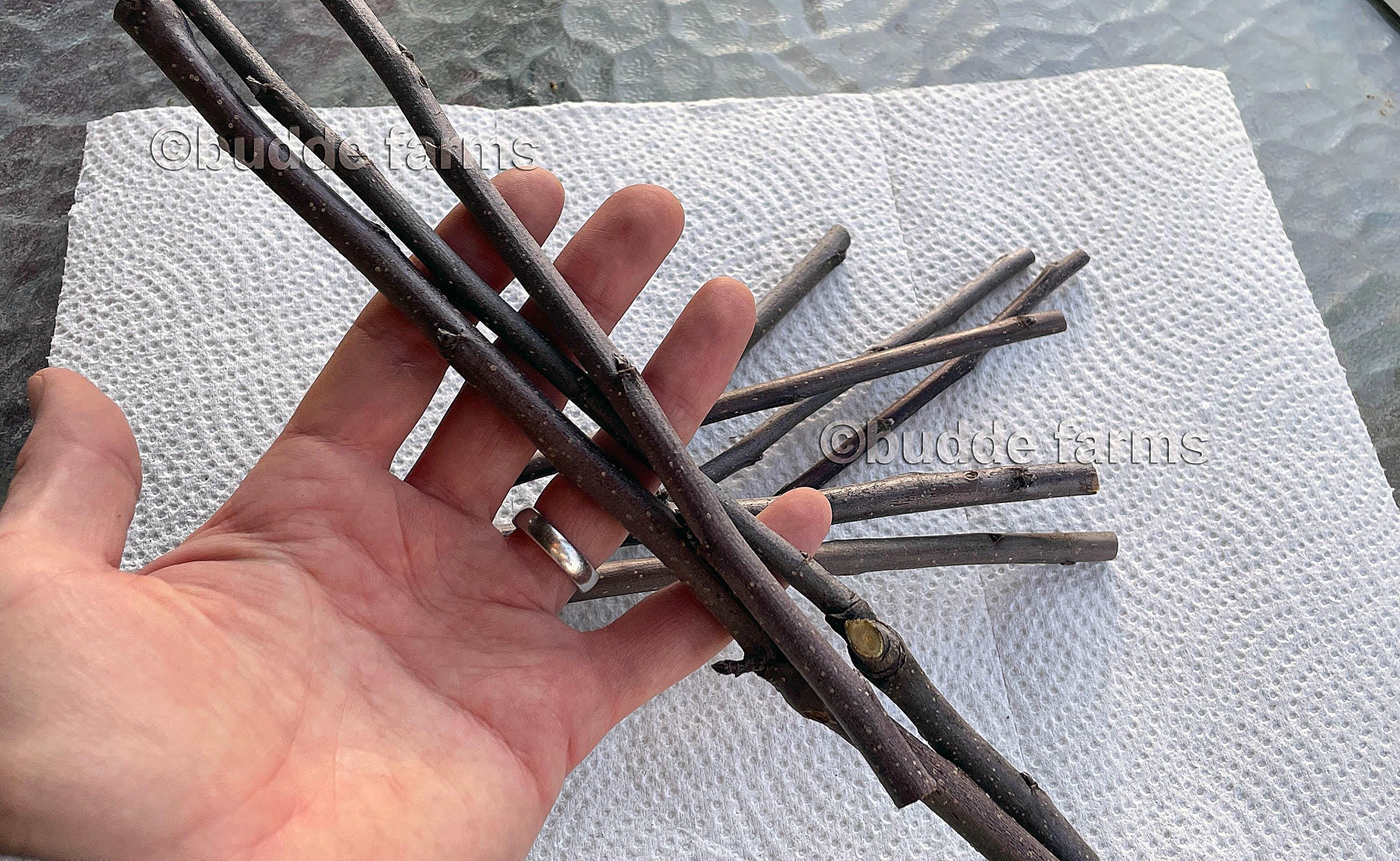 Apple Scion Variety Package (malus Sp.) Assorted Scionwood Cuttings for ...