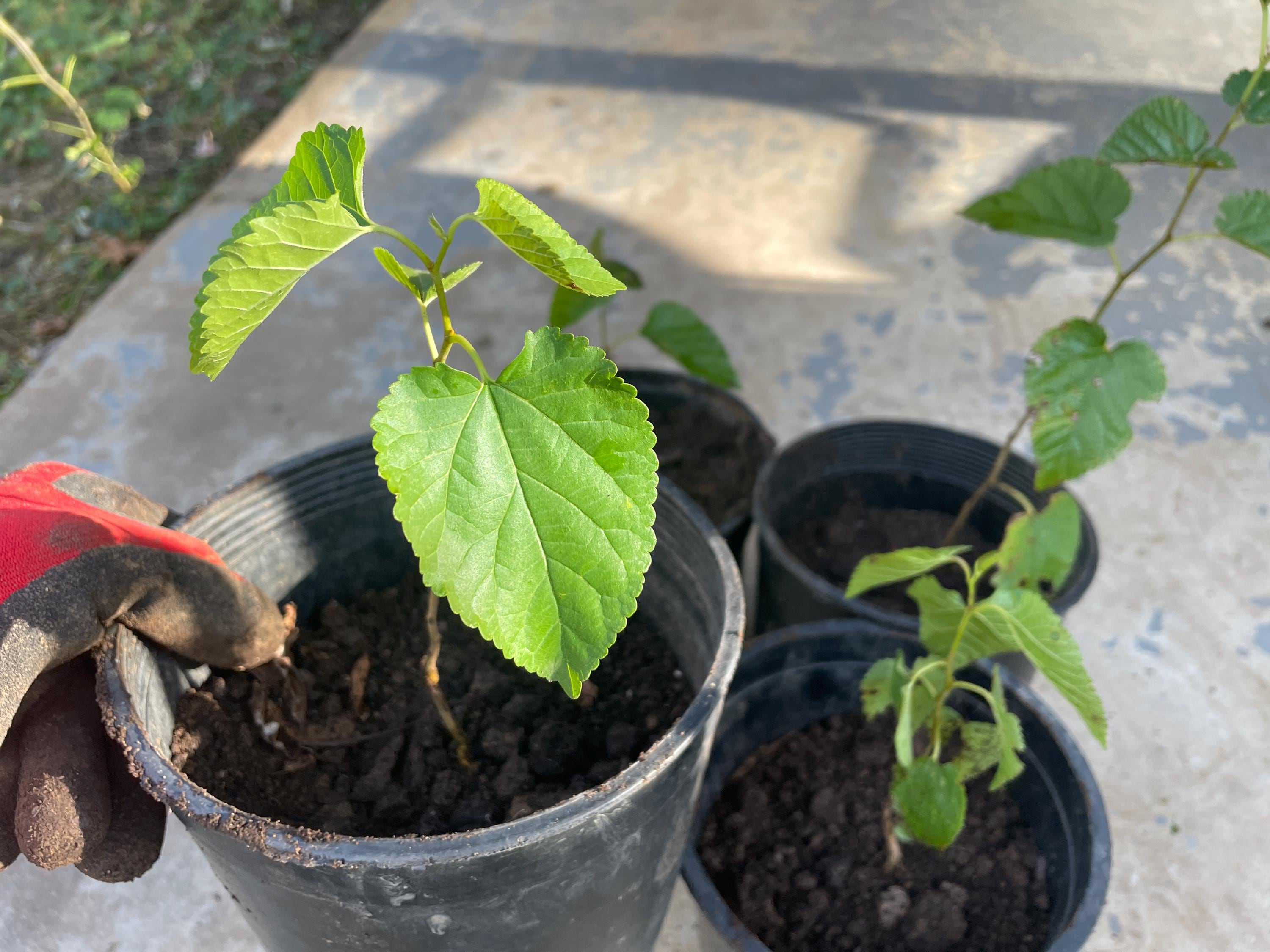 Mulberry Fruit Tree - Bare Root Seedling - Etsy