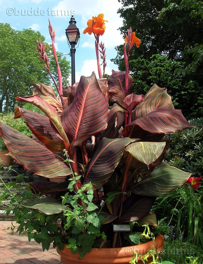 Rare Orange Canna Lily Bulb Wyoming® Canna FREE SHIPPING - Etsy