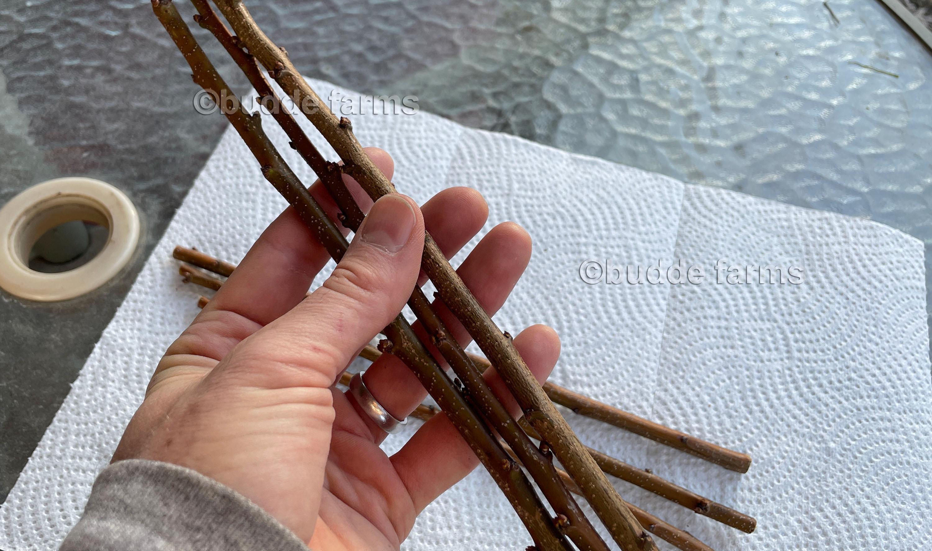 Scion Wood for Grafting - Fruit Tree Cuttings; Natives: Serviceberry ...