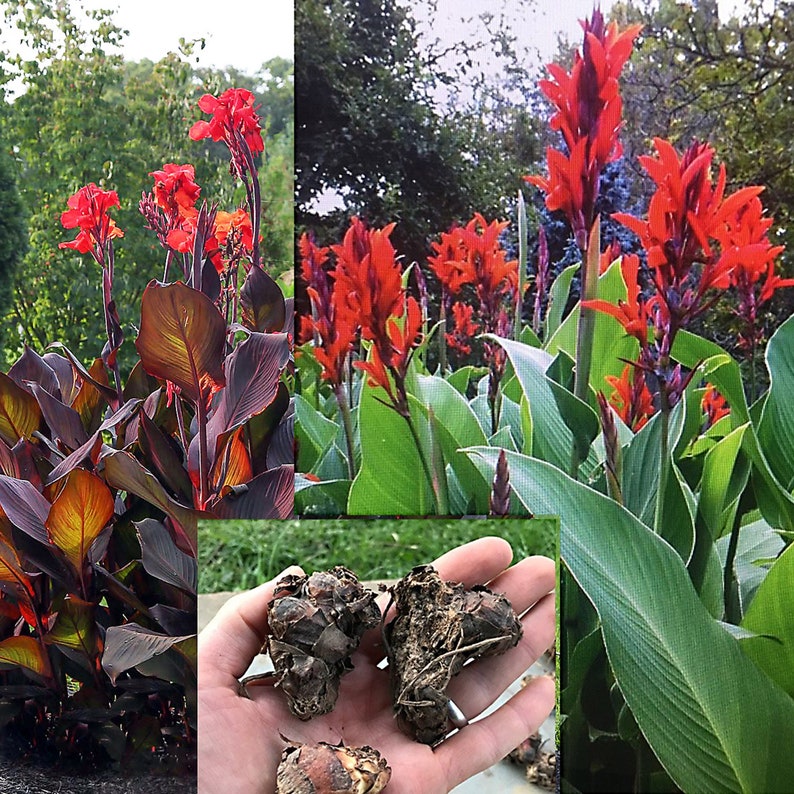 3 Red Canna Lily Indian Canna Indica Shot Bulbs Root - Etsy