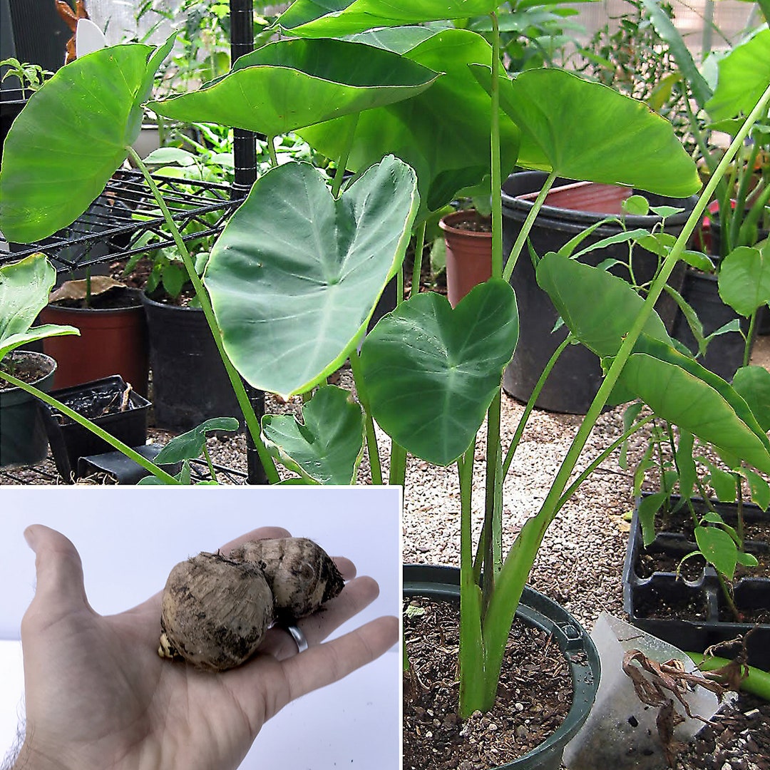 Elephant Ear 3-pack - Etsy