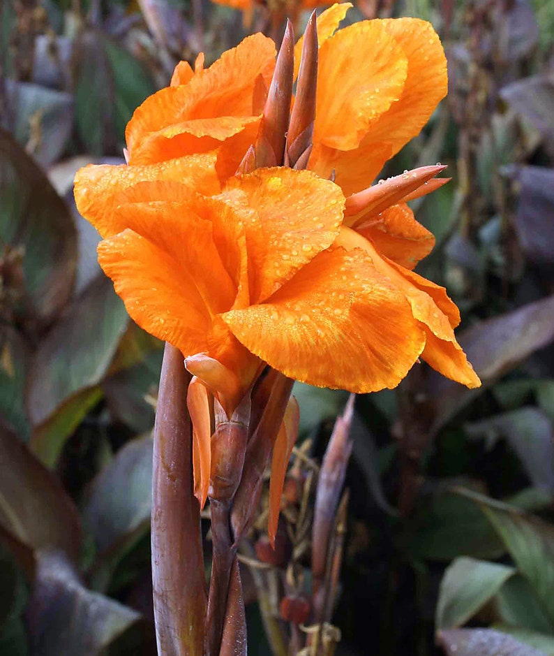Rare Orange Canna Lily Bulb Wyoming® Canna - Etsy