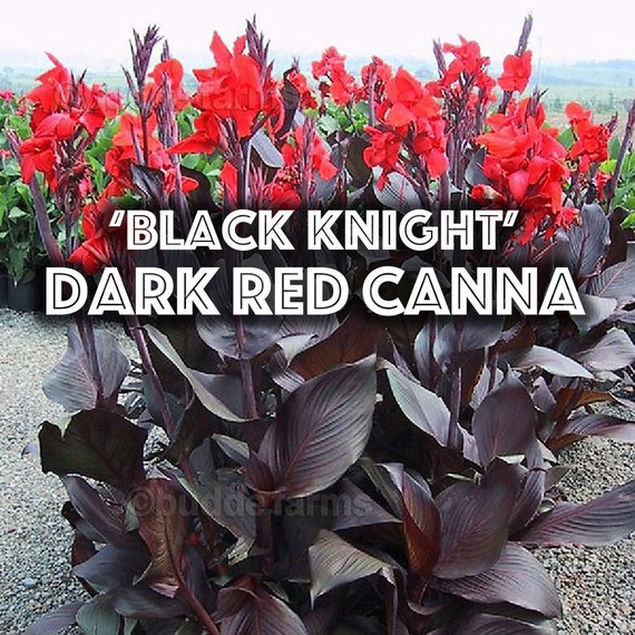 Black Knight Canna Lily 1 Bulb Beautiful Large Tall Plant - Etsy