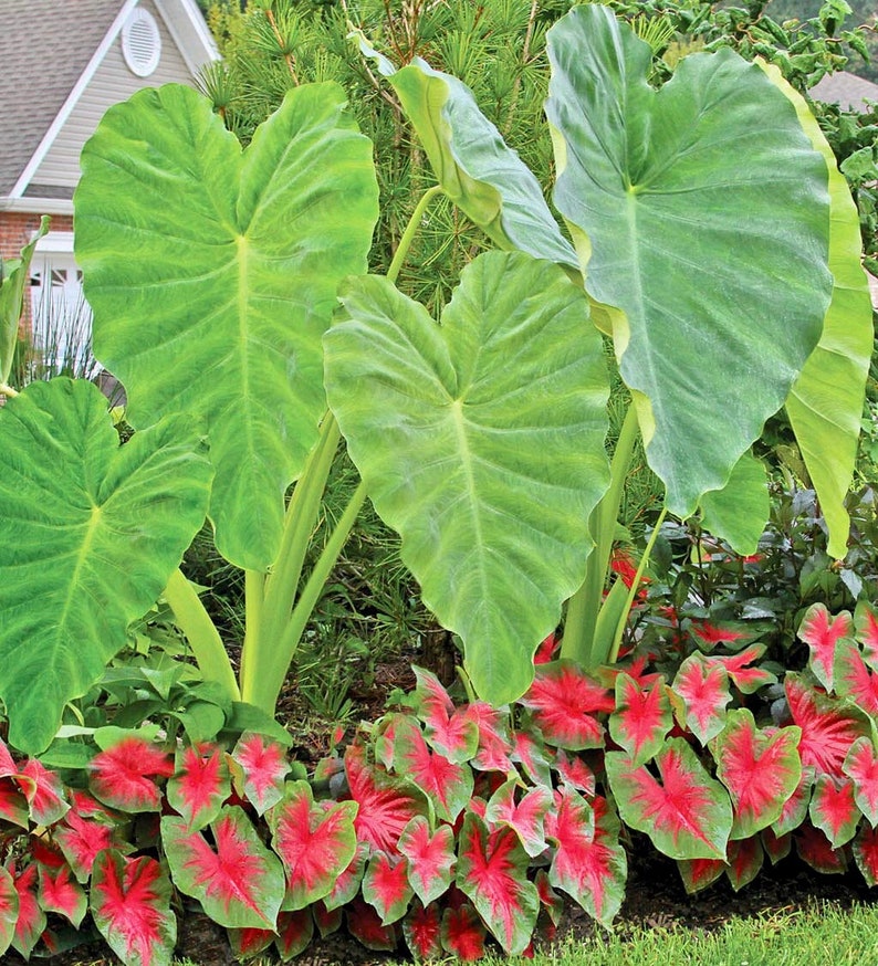 Elephant Ear 2 Bulbs colocasia Esculenta Taro Root - Etsy