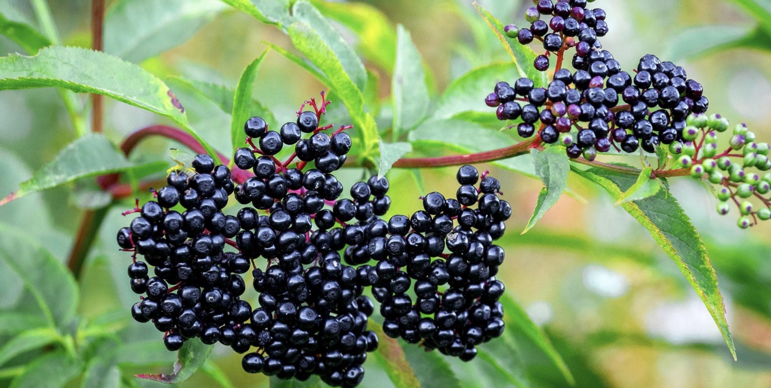 Elderberry Cutting Scion Wood (1 Piece) American Elder Fruit / Native ...