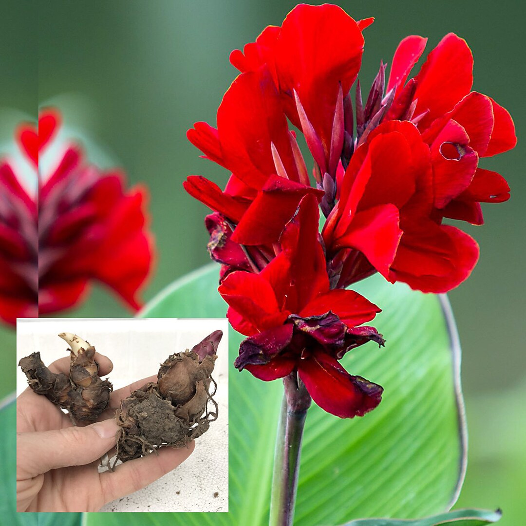 Live Canna Lily Bulbs Exotic Tropical Plant Red Flowers Large Green Leaf Flowering Fast