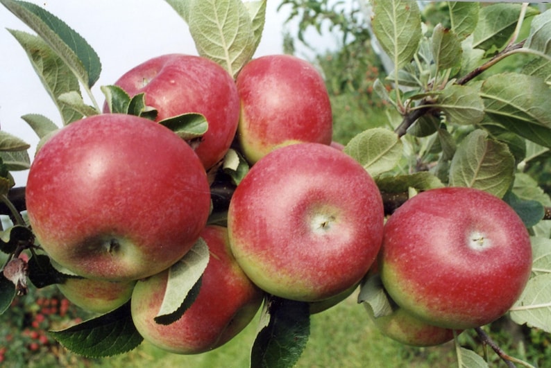 10-pack Apple Scion Wood Cuttings: Honeycrisp, Winecrisp, Enterprise ...