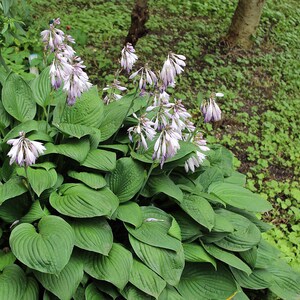 Hostas Green Leaf Fancy Variety Choose Your Selection: 1 Bulb, 2-pack ...