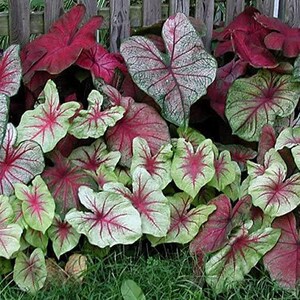 Caladium Bulbs (4-pack or 8-pack) Live Tubers, Mix of Colors: Assorted ...